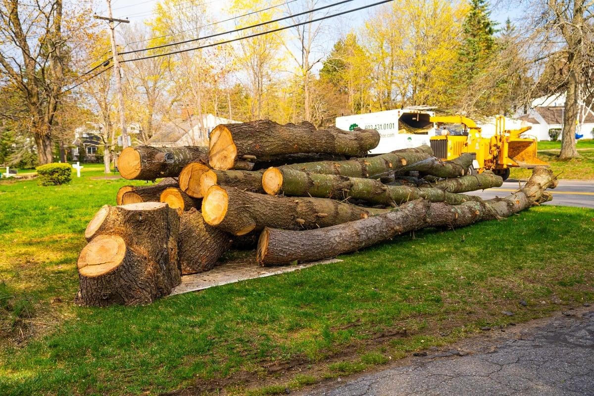 Do I Need a Permit? Navigating Tree Removal Laws in 2026